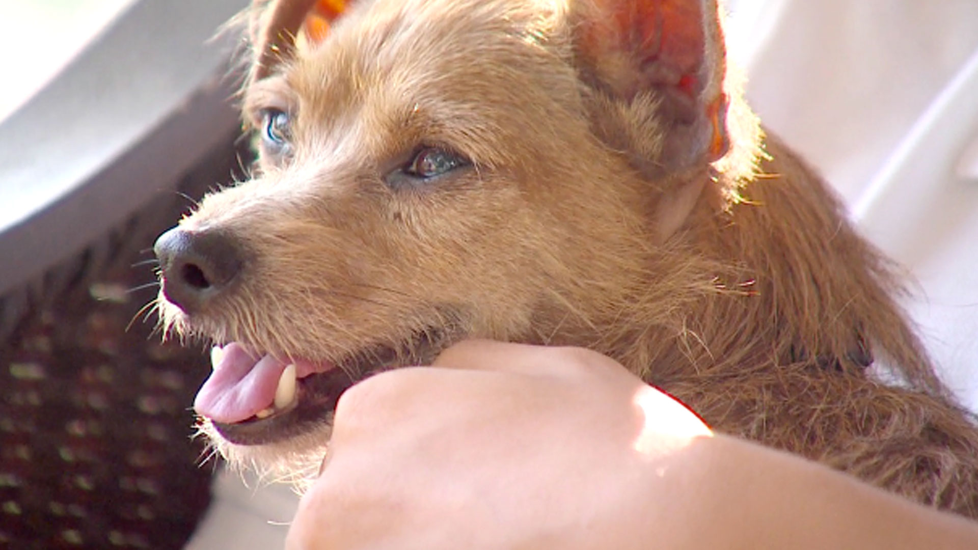 Family's Dog Returns Home After 7 Years | CBN News