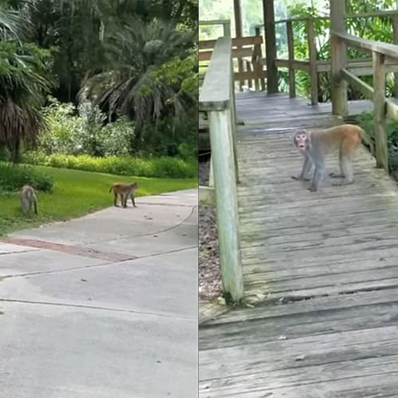 These Cute Critters Made a Florida Family Flee | CBN News
